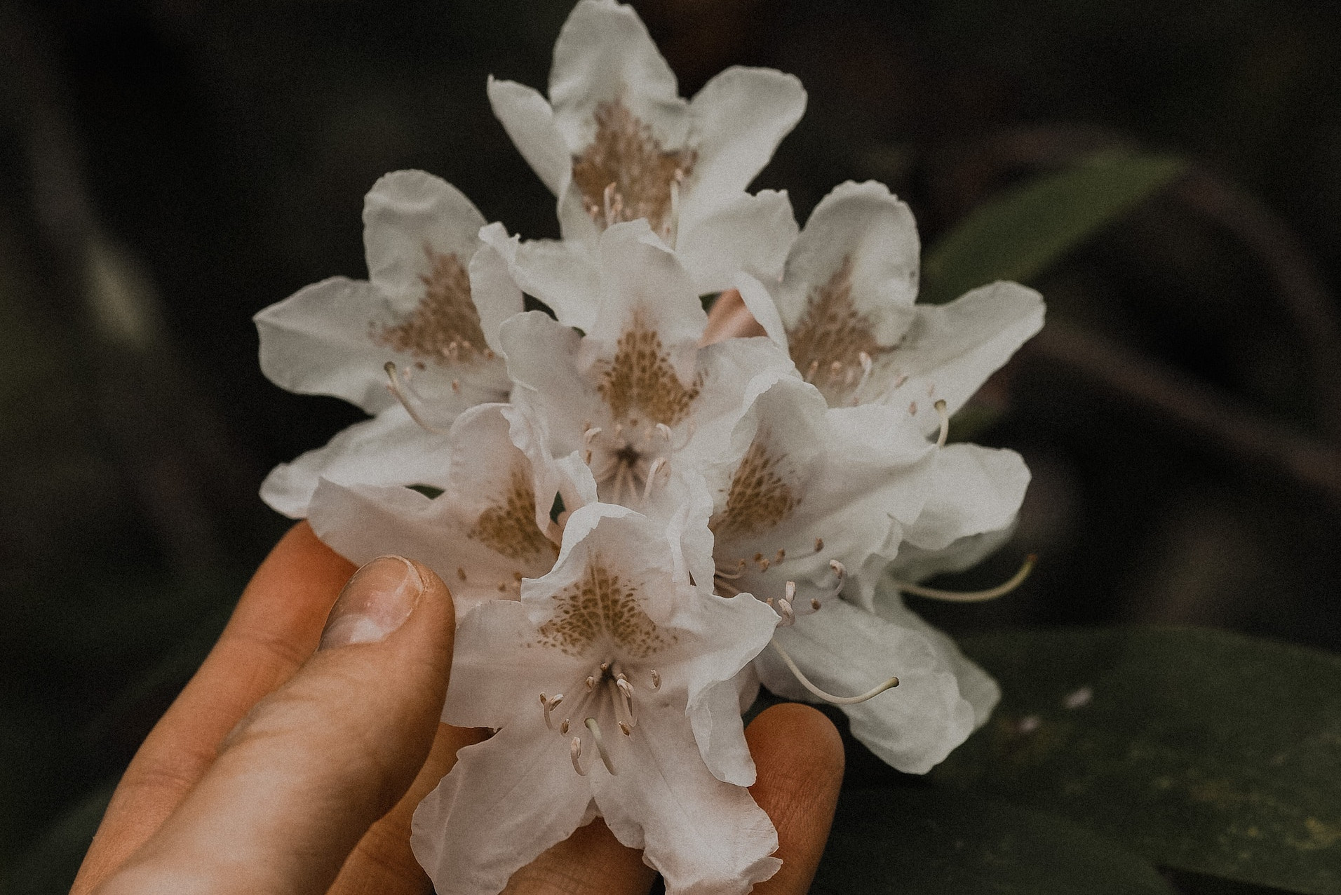 Przyczyny brunatnienia liści na rododendronach i sposoby na ich ...